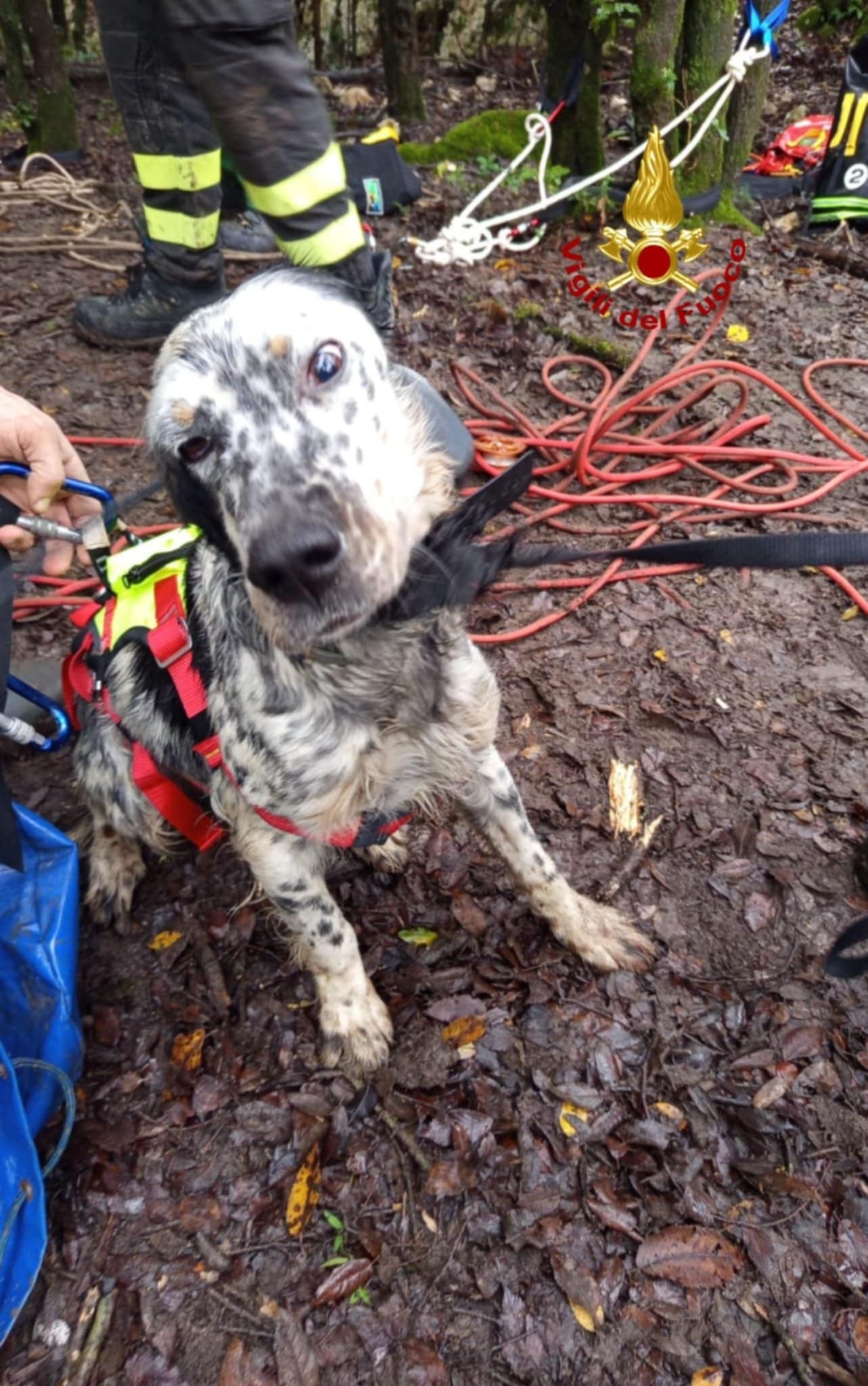 Roscigno, cani da caccia caduti nel fiume salvati dai vigili del fuoco ...